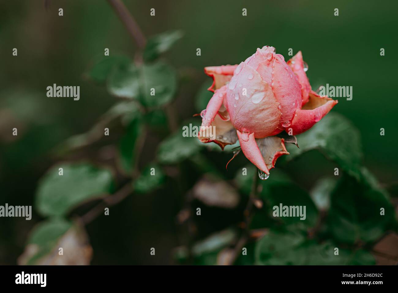 Crying rose hi-res stock photography and images - Alamy