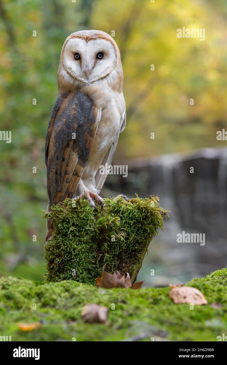 Face to face with a perfect predator, the Barn owl in the woodland ...