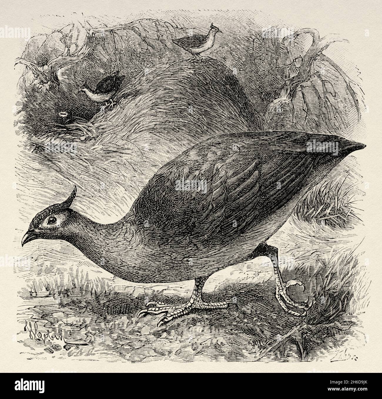 The orange-footed scrubfowl, orange-footed megapode or scrubfowl ...