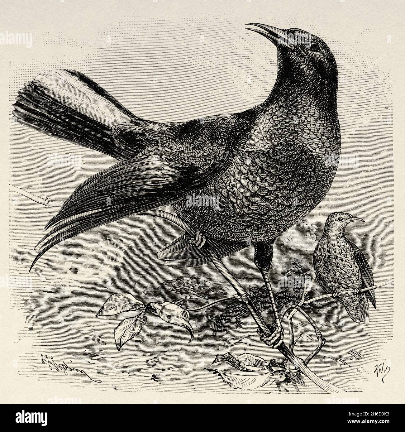 Lophorina paradisea hi-res stock photography and images - Alamy