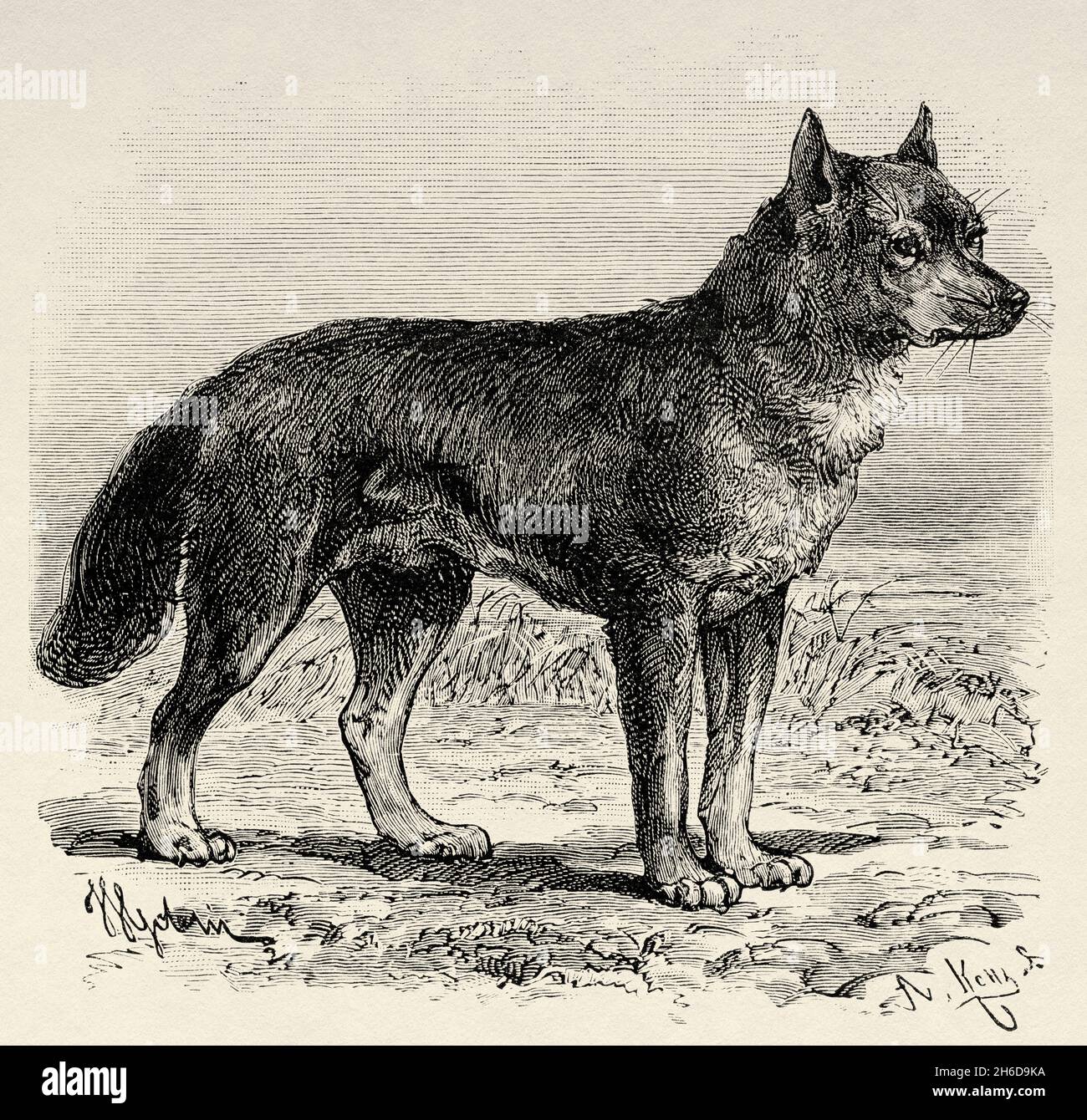 Black Dingo Dog