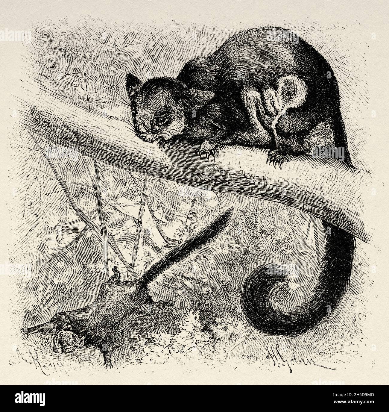 The gliding squirrel (Petaurus norfolcensis) is a nocturnal marsupial ...