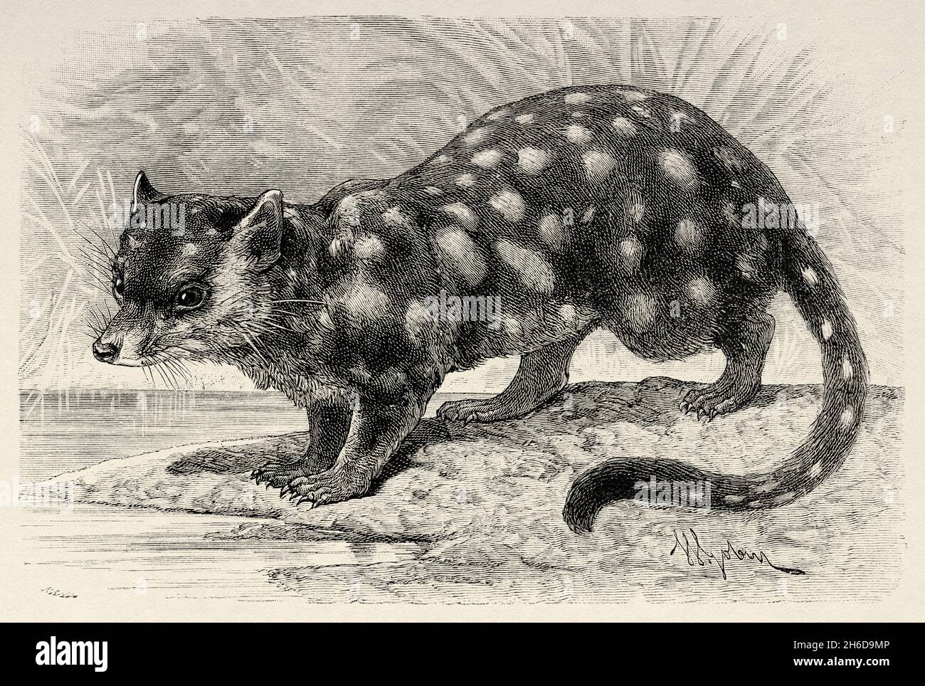 Dasyuromorphia hi-res stock photography and images - Alamy