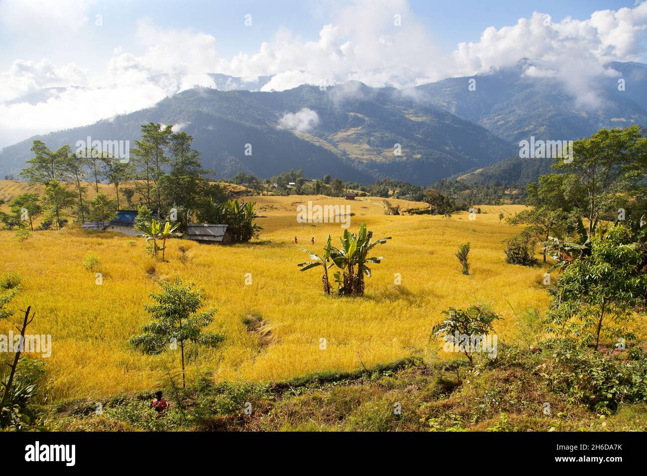 golden terraced rice or paddy fields in Nepal Himalayas mountains Stock ...