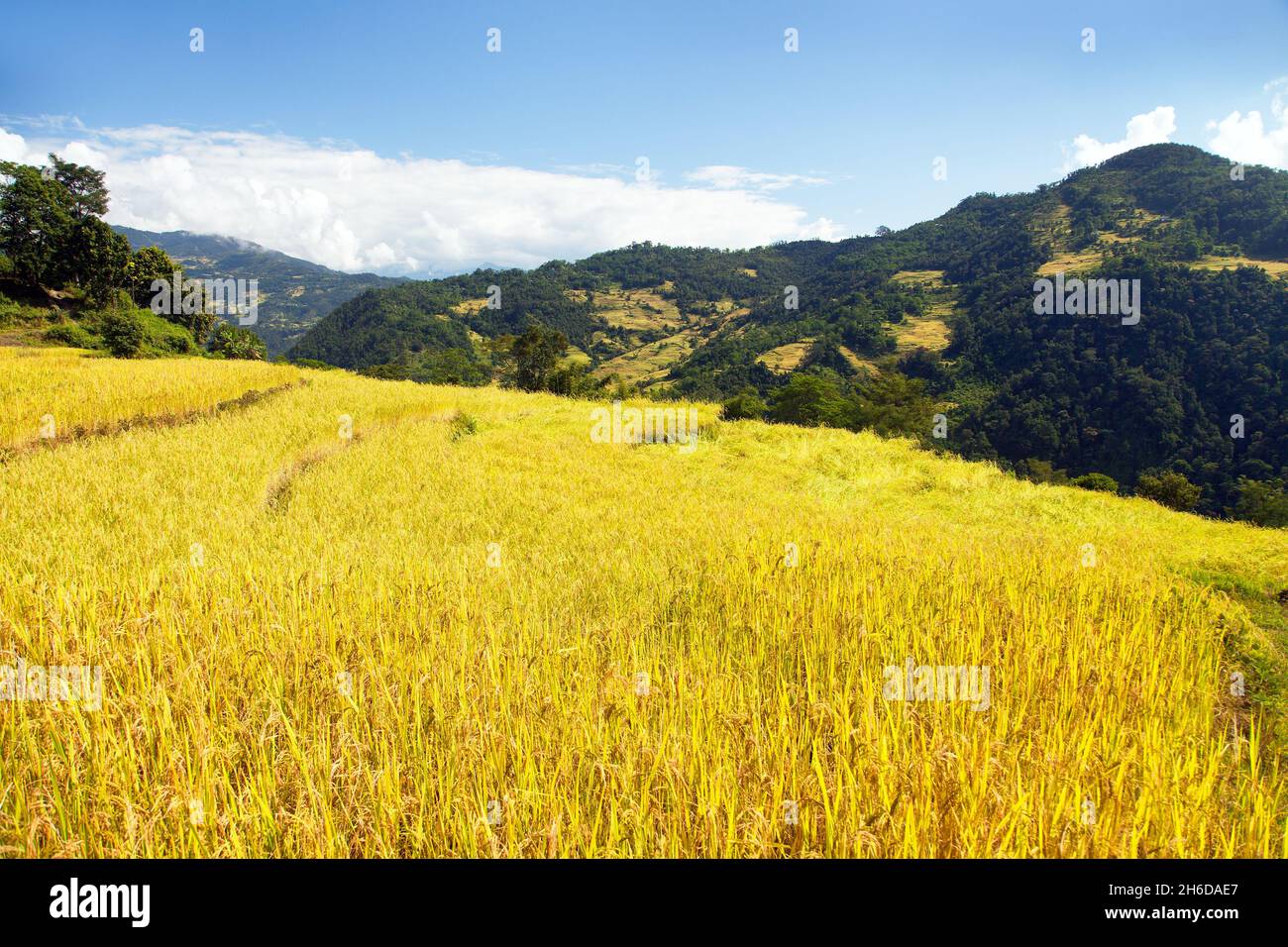 golden terraced rice or paddy field in Nepal Himalayas mountains ...