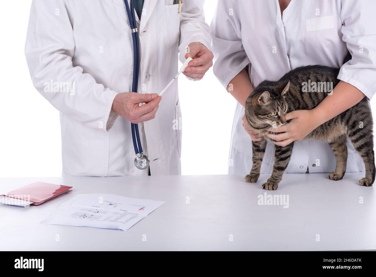 Veterinarian preparing a drug for a cat Stock Photo - Alamy