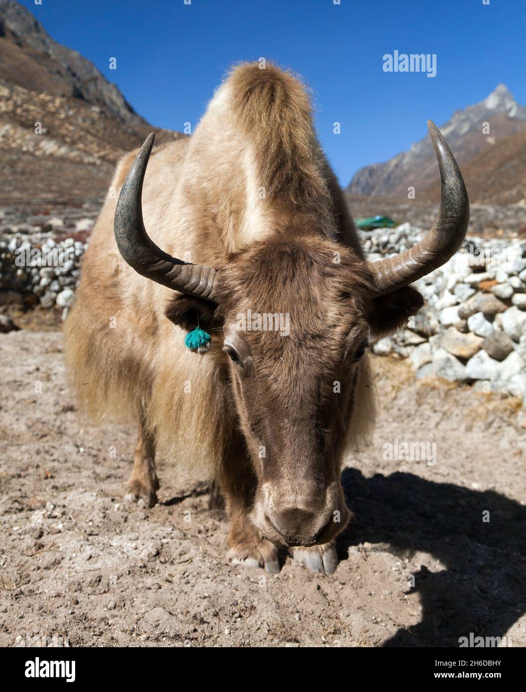 Himalaya fauna hi-res stock photography and images - Alamy