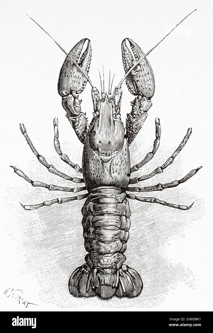 American crayfish. Spinycheek Crayfish (Orconectes limosus) Old 19th ...