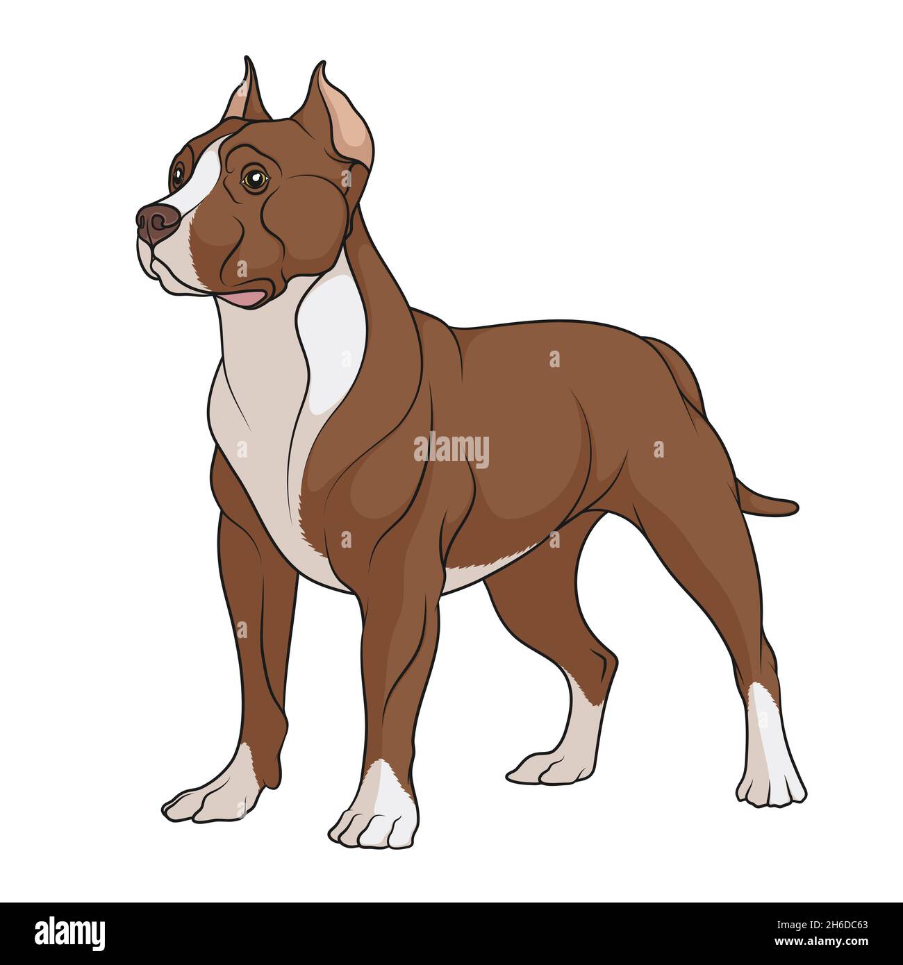 Color illustration of a chocolate, brown pit bull with white spots ...