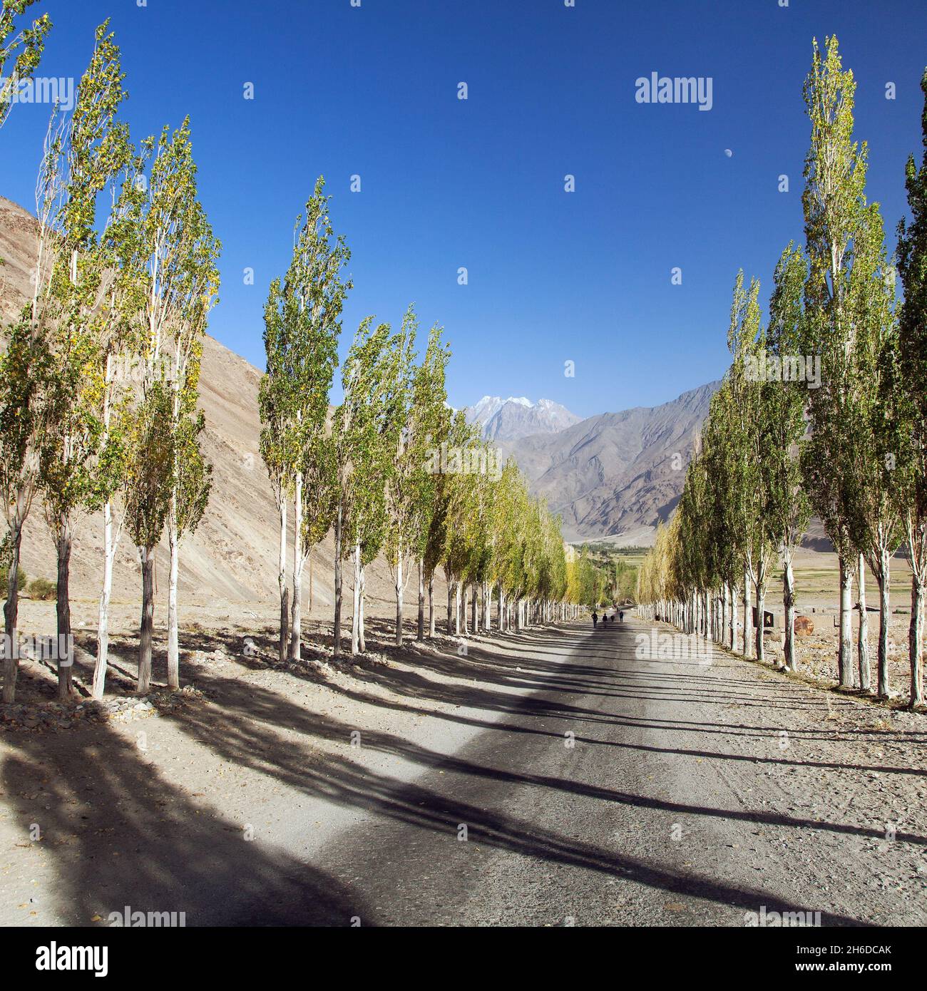 Pamir highway, road and alley of poplar trees and Pamir mountains ...
