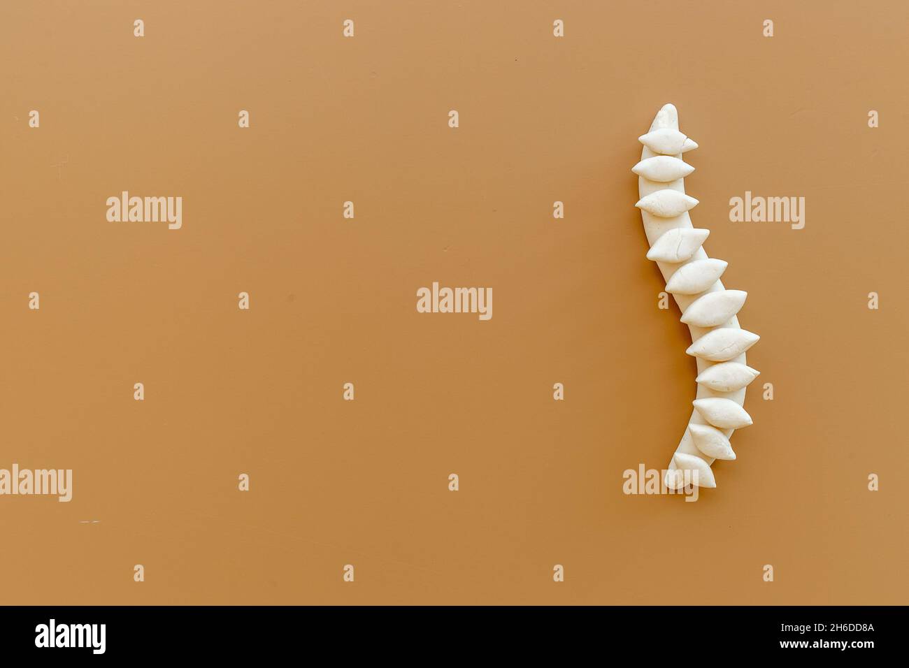 Anatomical human spine skeleton model. Spinal health and diseases ...