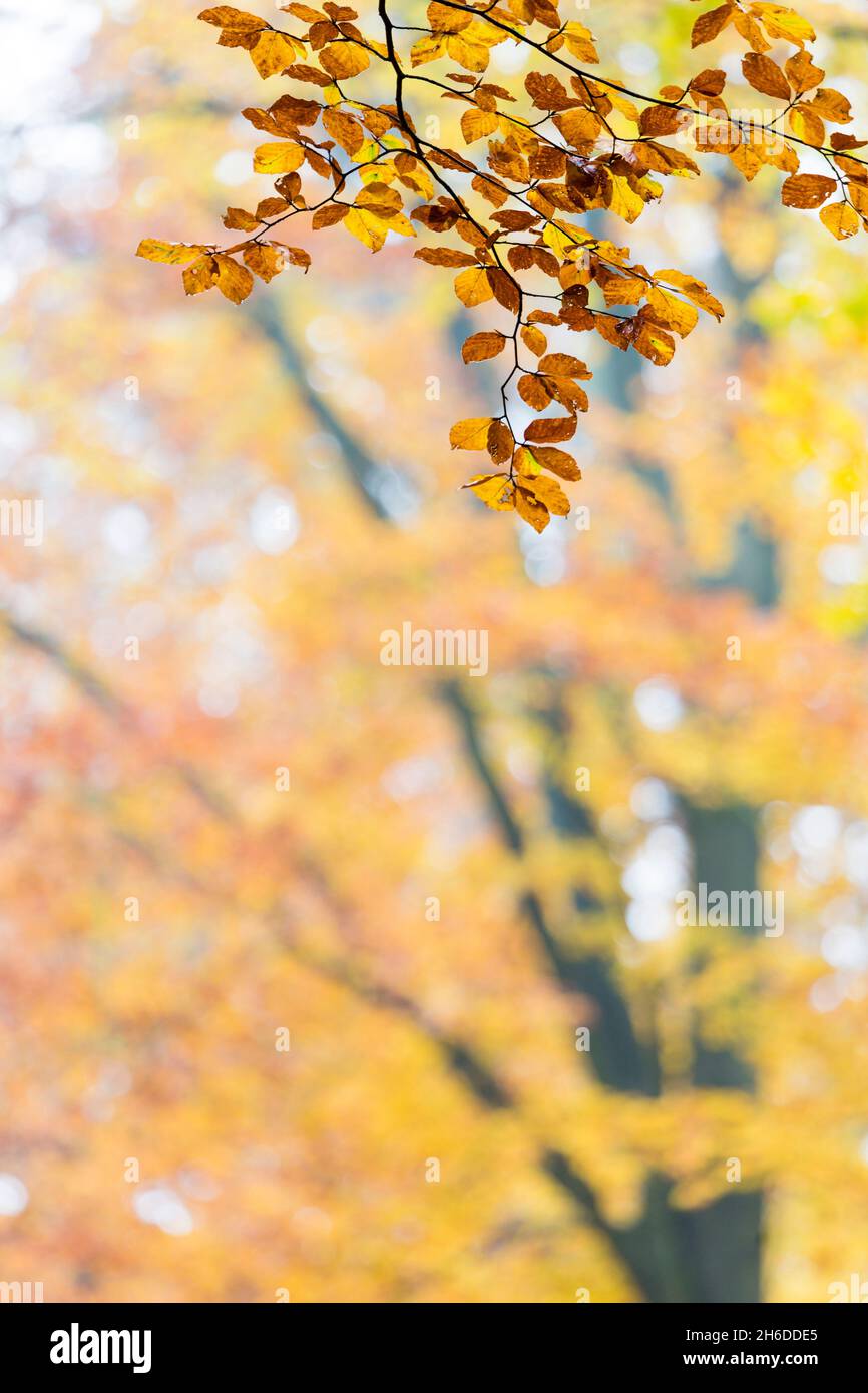 common beech (Fagus sylvatica), twig with autumn leaves in front of a ...