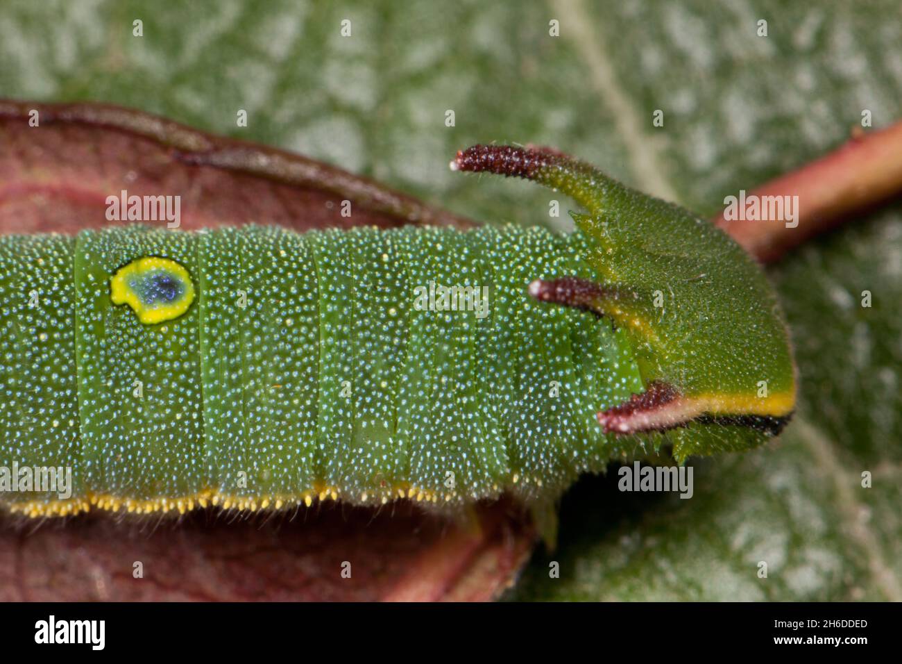 Caterpillar two tailed pasha butterfly hi-res stock photography and ...