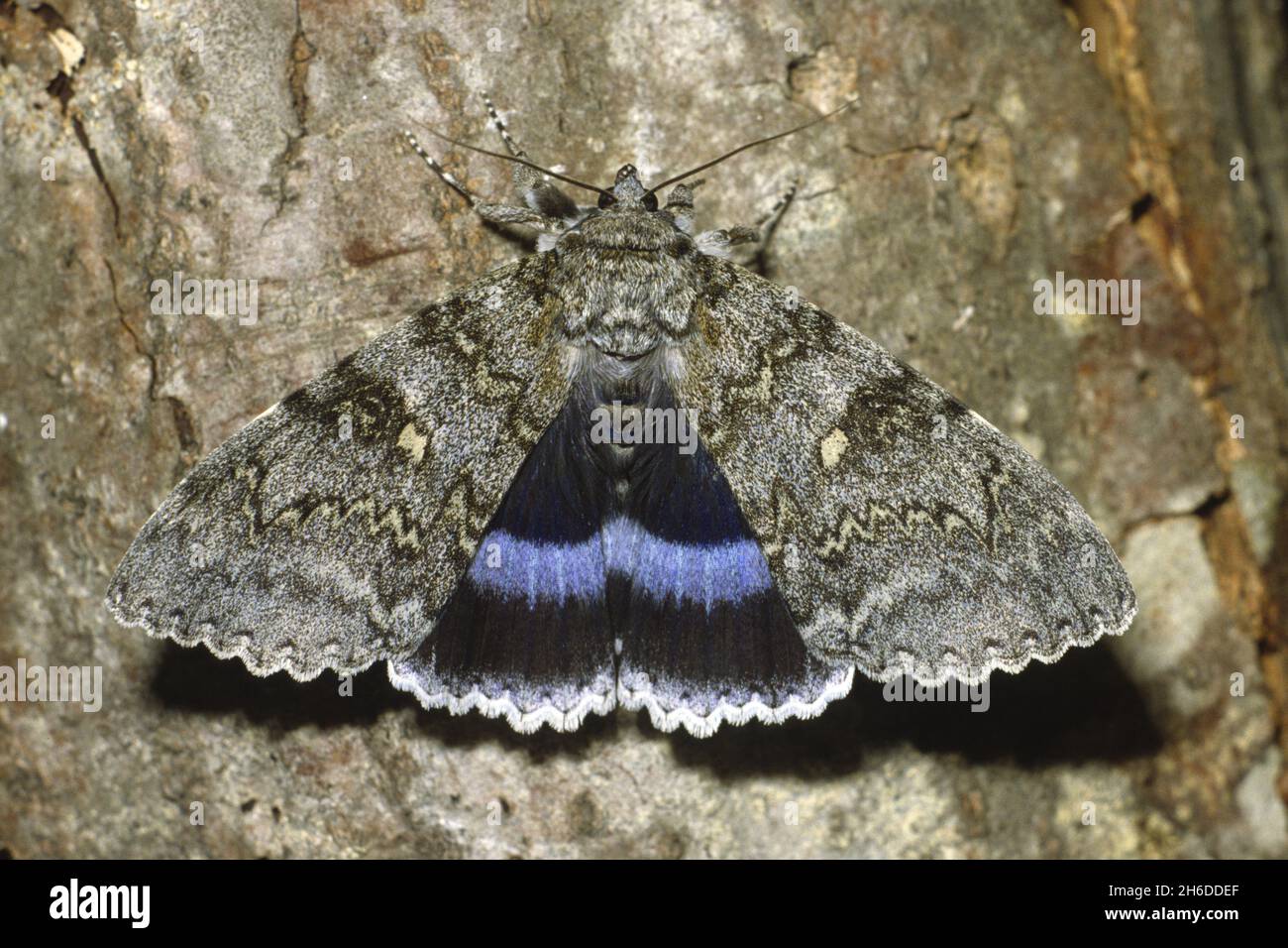 Blue underwing moth hi-res stock photography and images - Alamy
