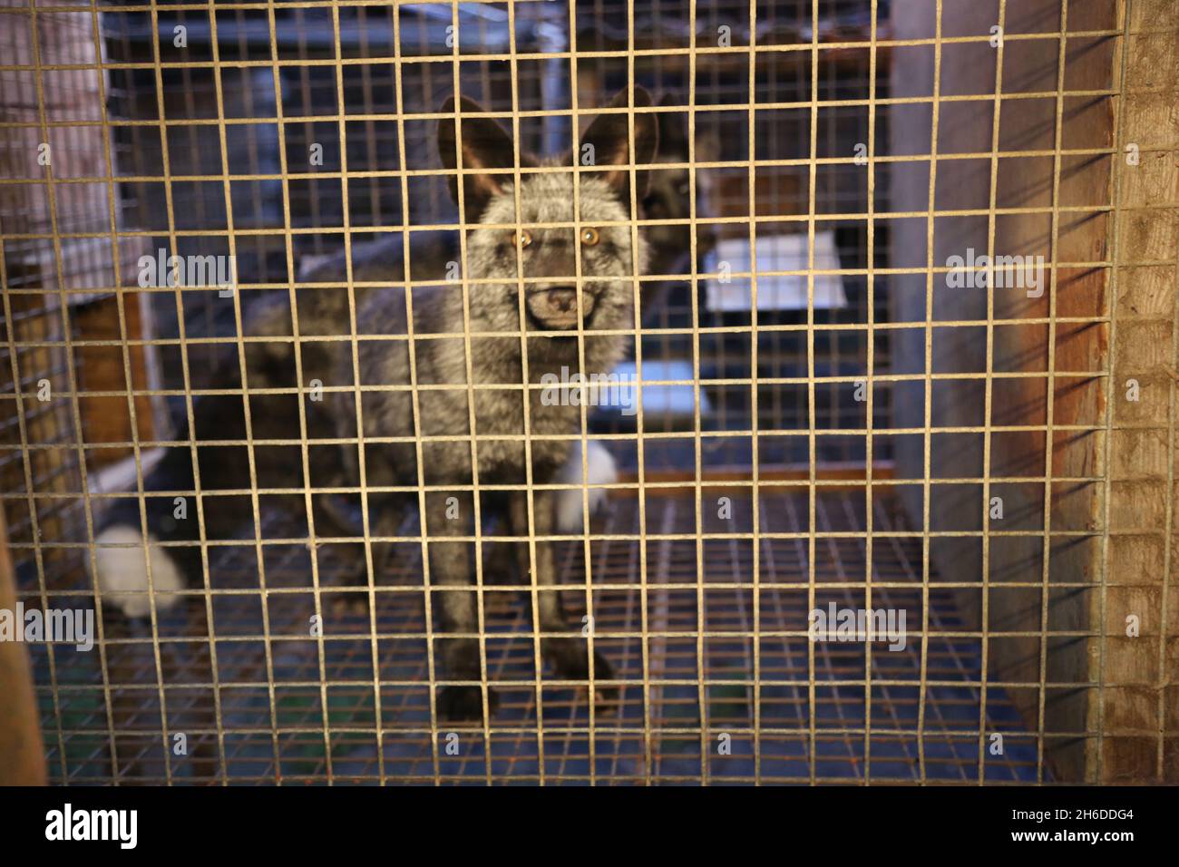 red fox (Vulpes vulpes), Grey fox at a fur farm, Poland Stock Photo - Alamy