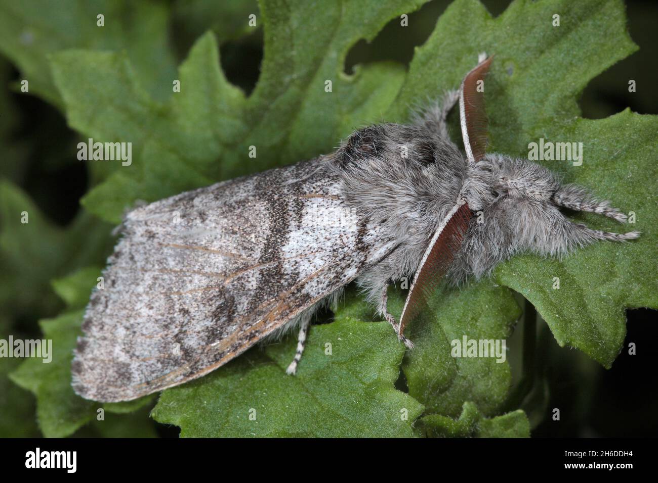 Pale tussock, Red-tail moth (Dasychira pudibunda, Olene pudibunda ...