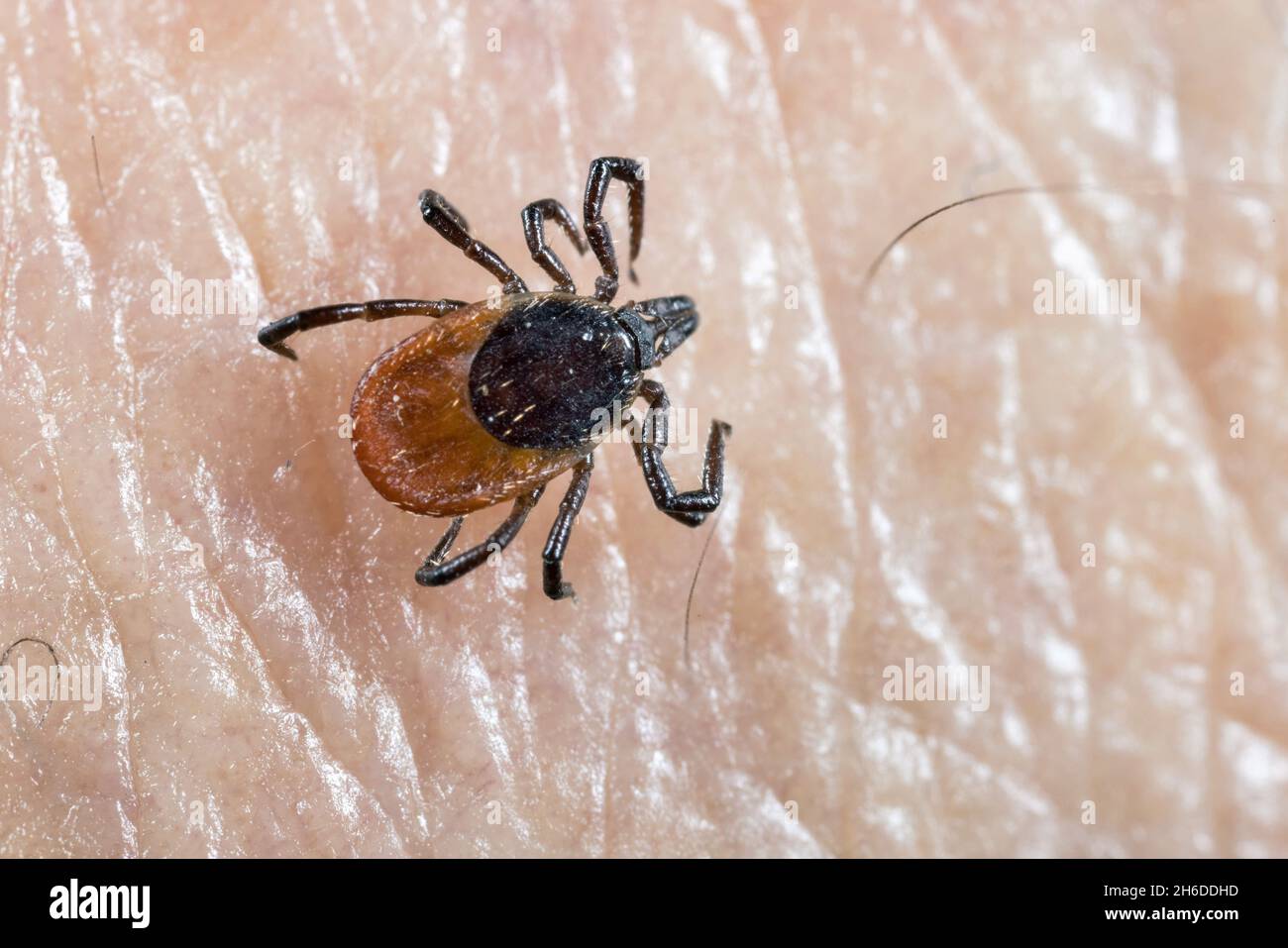 European castor bean tick, European sheep tick (Ixodes ricinus), sits ...