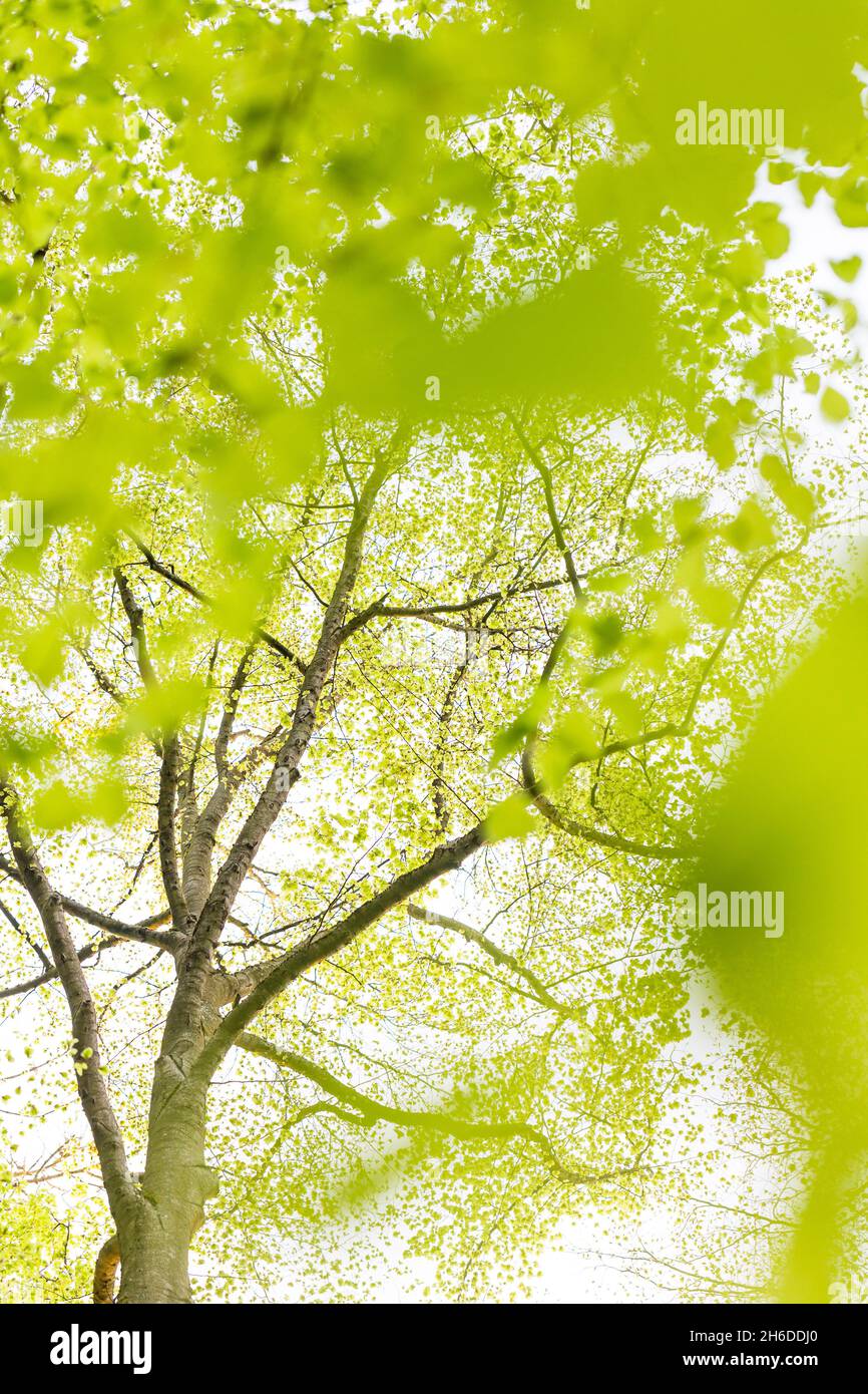 common beech (Fagus sylvatica), beech with young leaves in spring, Tree ...