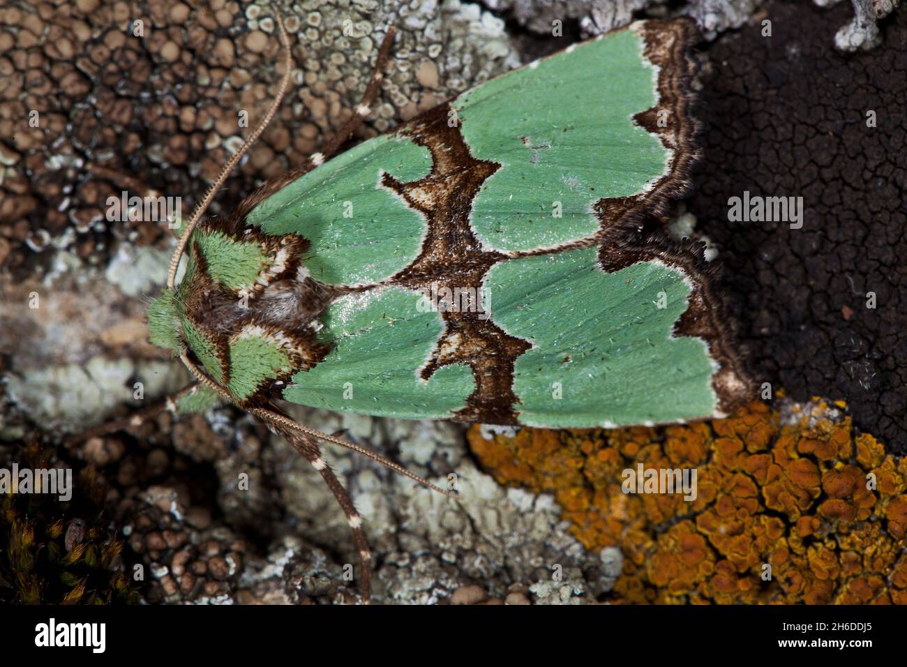 noctuid moth (Staurophora celsia), sitting on lichens, view from above ...