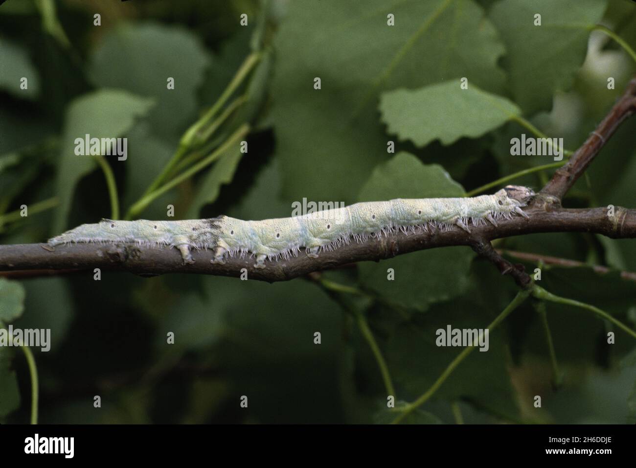 Blue underwing, Clifden Nonpareil (Catocala fraxini), caterpillar on a ...