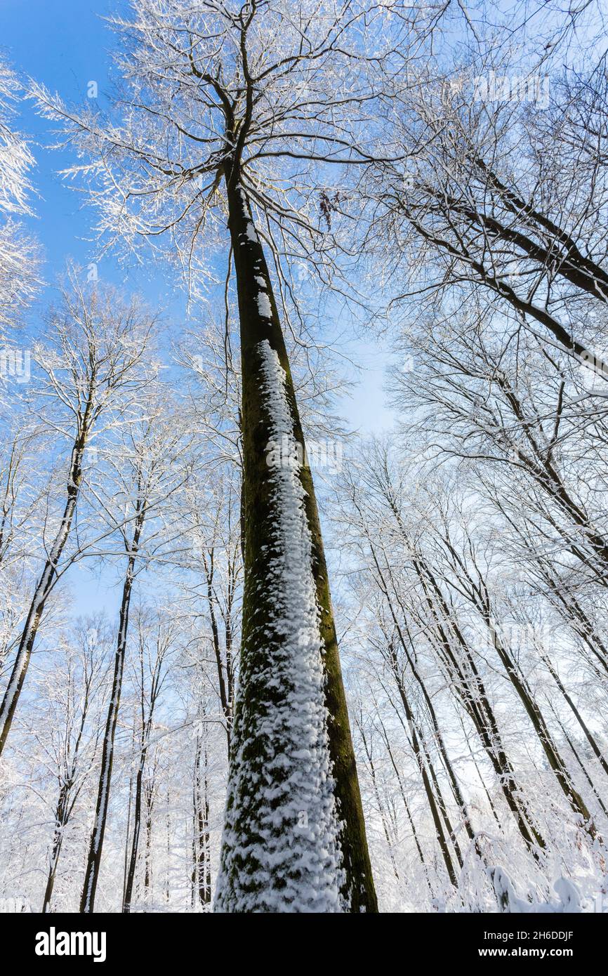 common beech (Fagus sylvatica), beeches with snow-covered twigs from ...