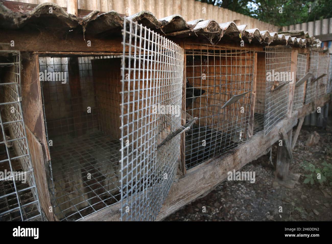 red fox (Vulpes vulpes), Cages for foxes at a fur farm, Poland Stock ...