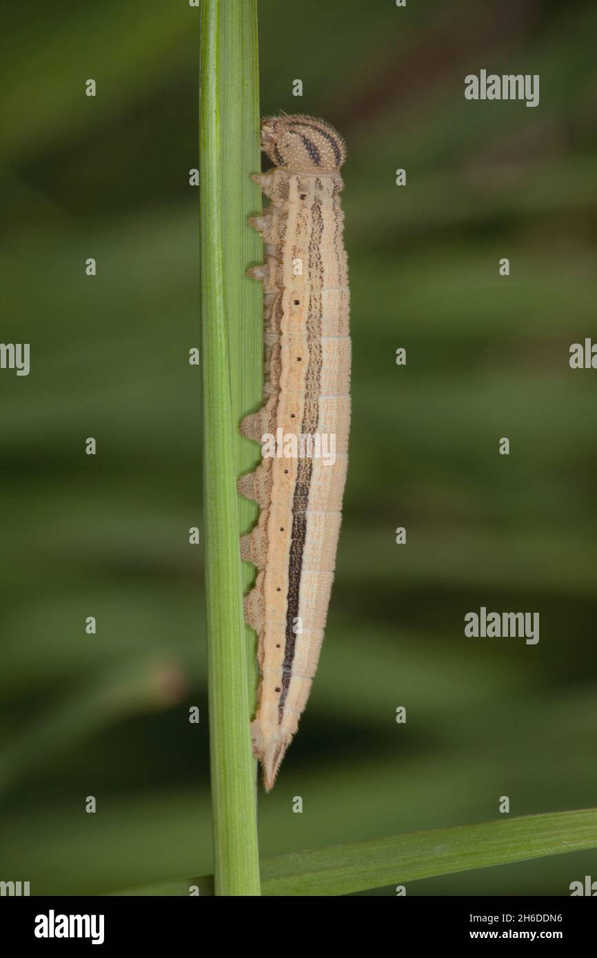 dryad (Minois dryas, Satyrus dryas), caterpillar at a blade of grass ...
