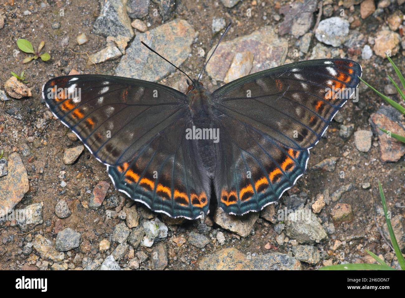 poplar admiral (Limenitis populi), male sits on the ground, Germany ...