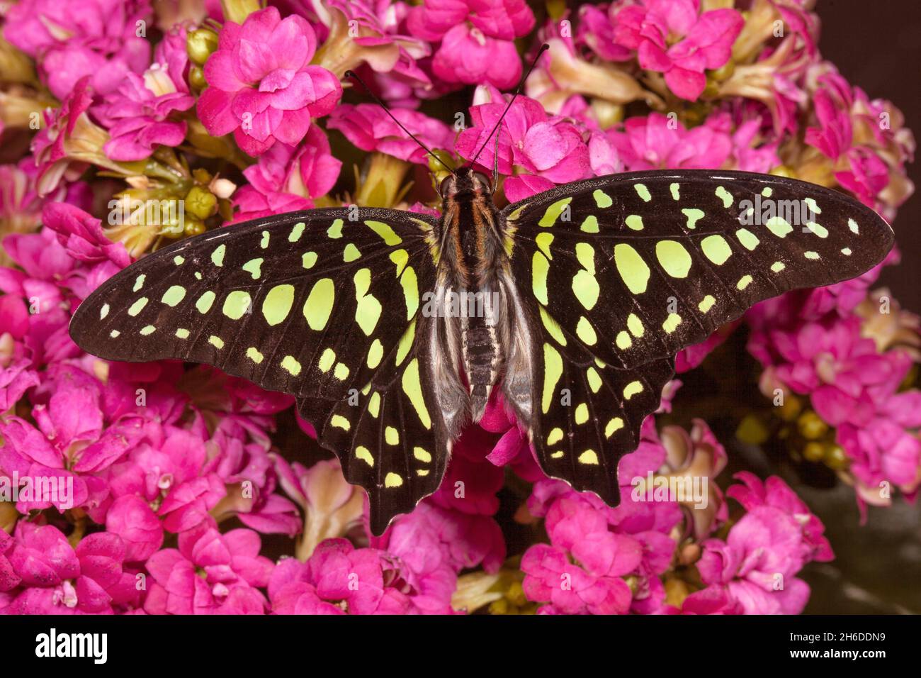 Green triangle butterflies hi-res stock photography and images - Alamy