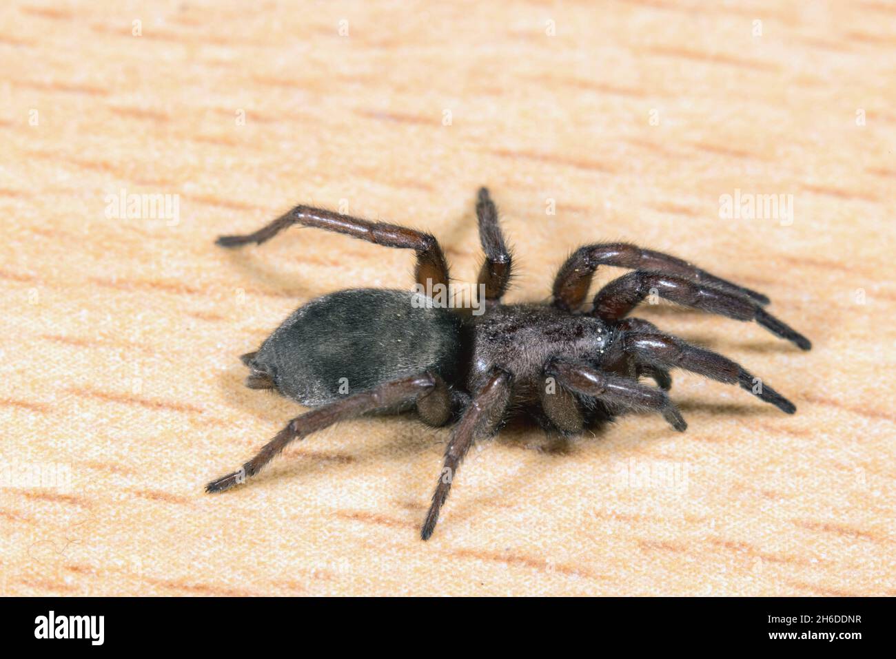 Mouse spider (Scotophaeus scutulatus), female, Germany Stock Photo - Alamy