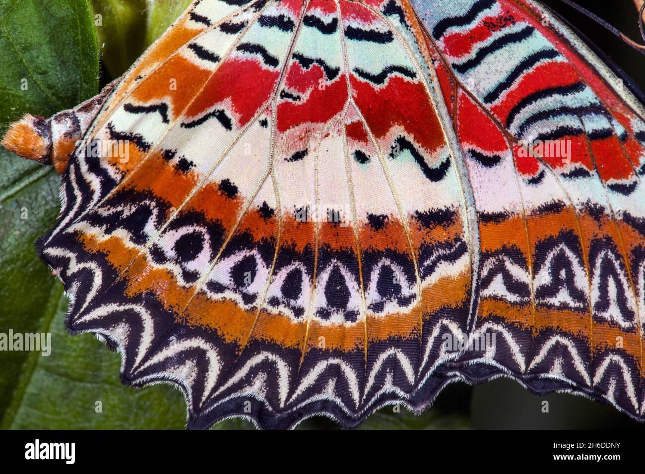Folded wing hi-res stock photography and images - Alamy