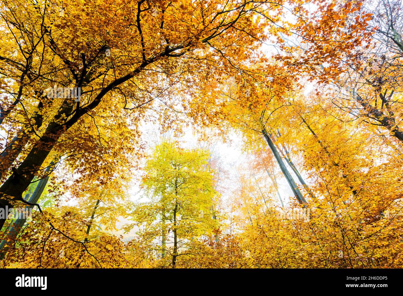 common beech (Fagus sylvatica), beeches with yellow, orange and brown ...