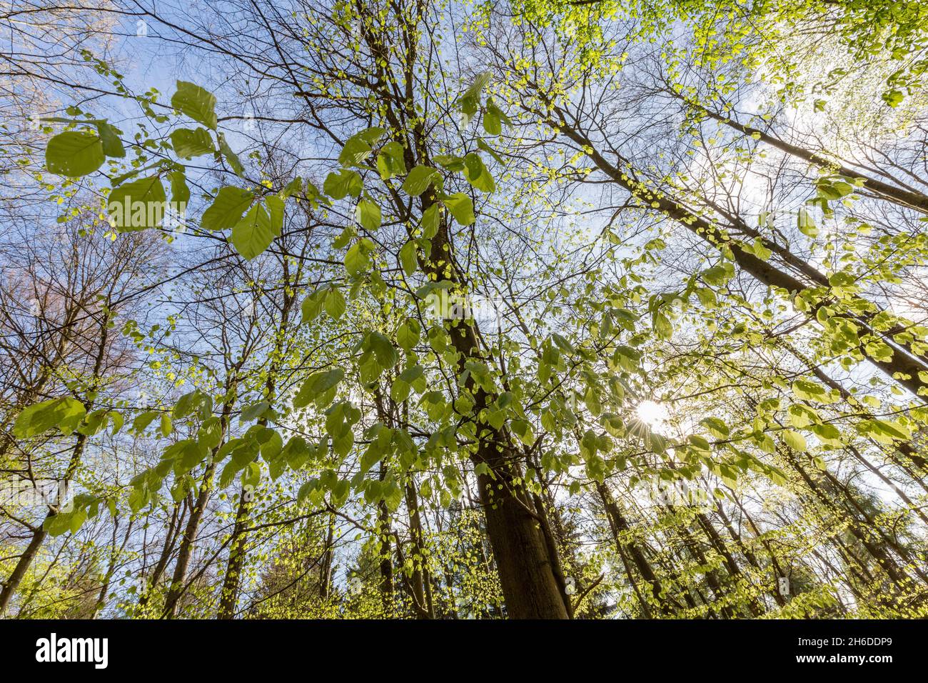 common beech (Fagus sylvatica), Twigs with young leaves in a mixed ...