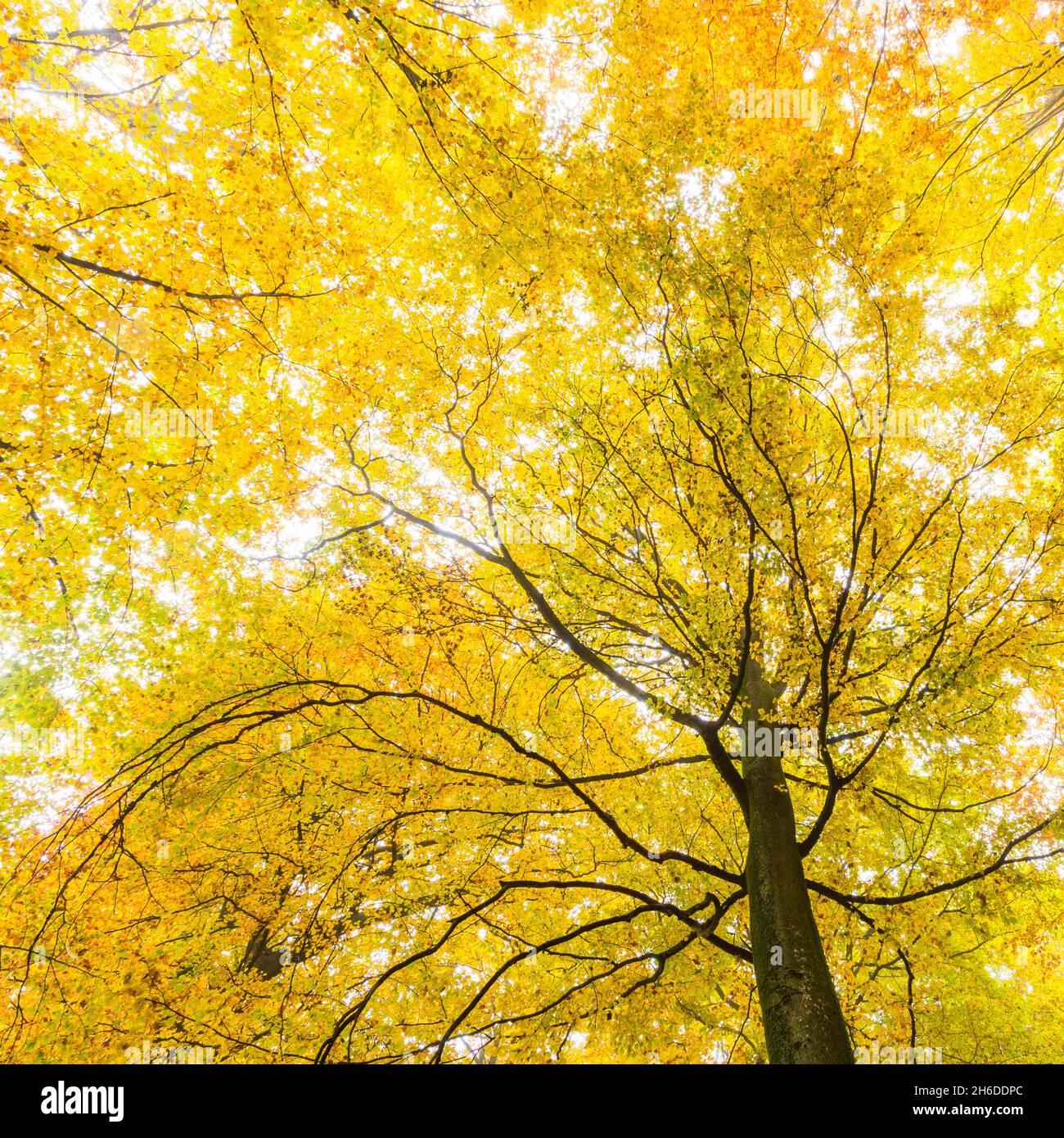 common beech (Fagus sylvatica), view into the tree tops of a beech ...