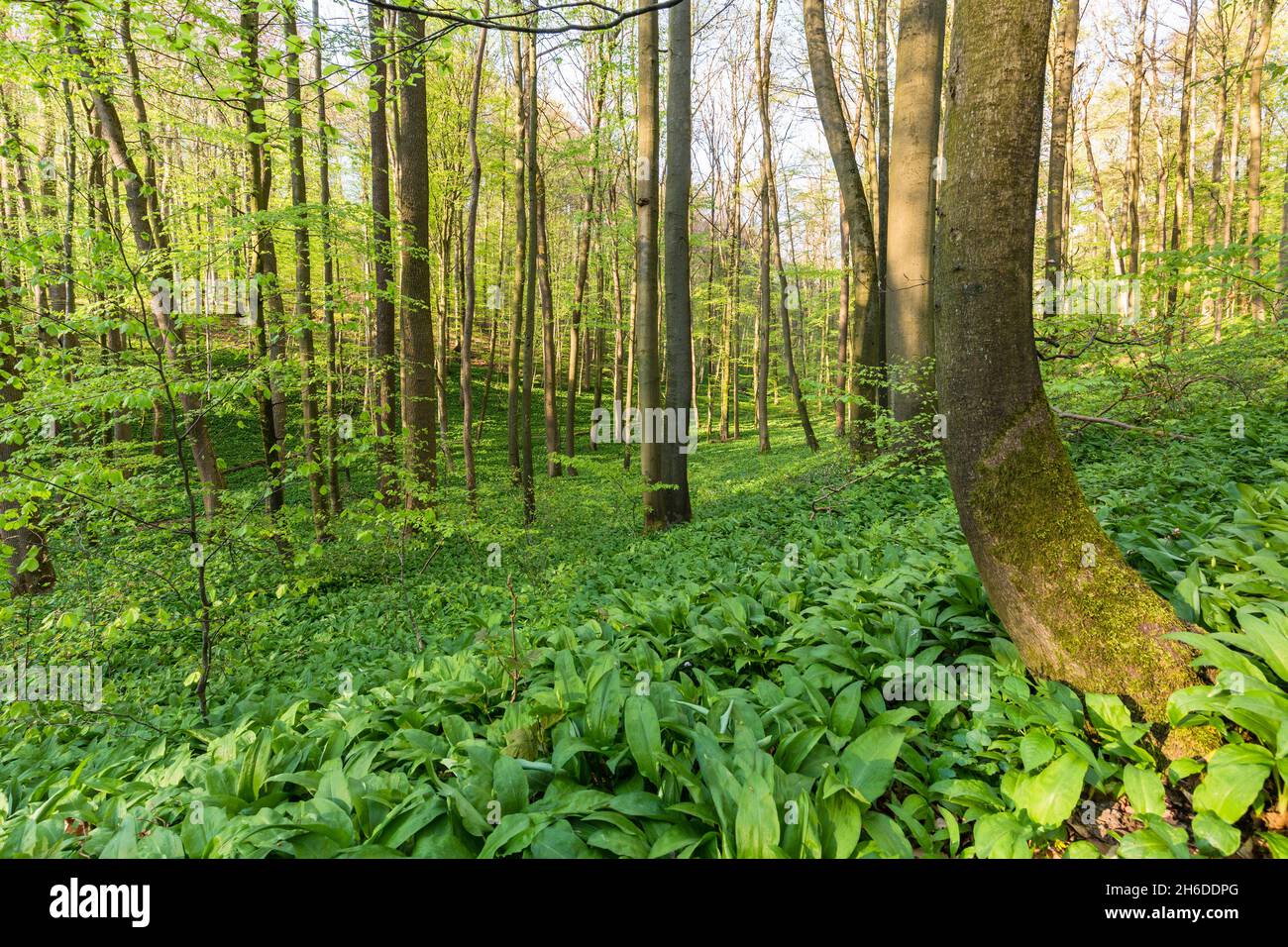 common beech (Fagus sylvatica), Open forest in spring with dense ...