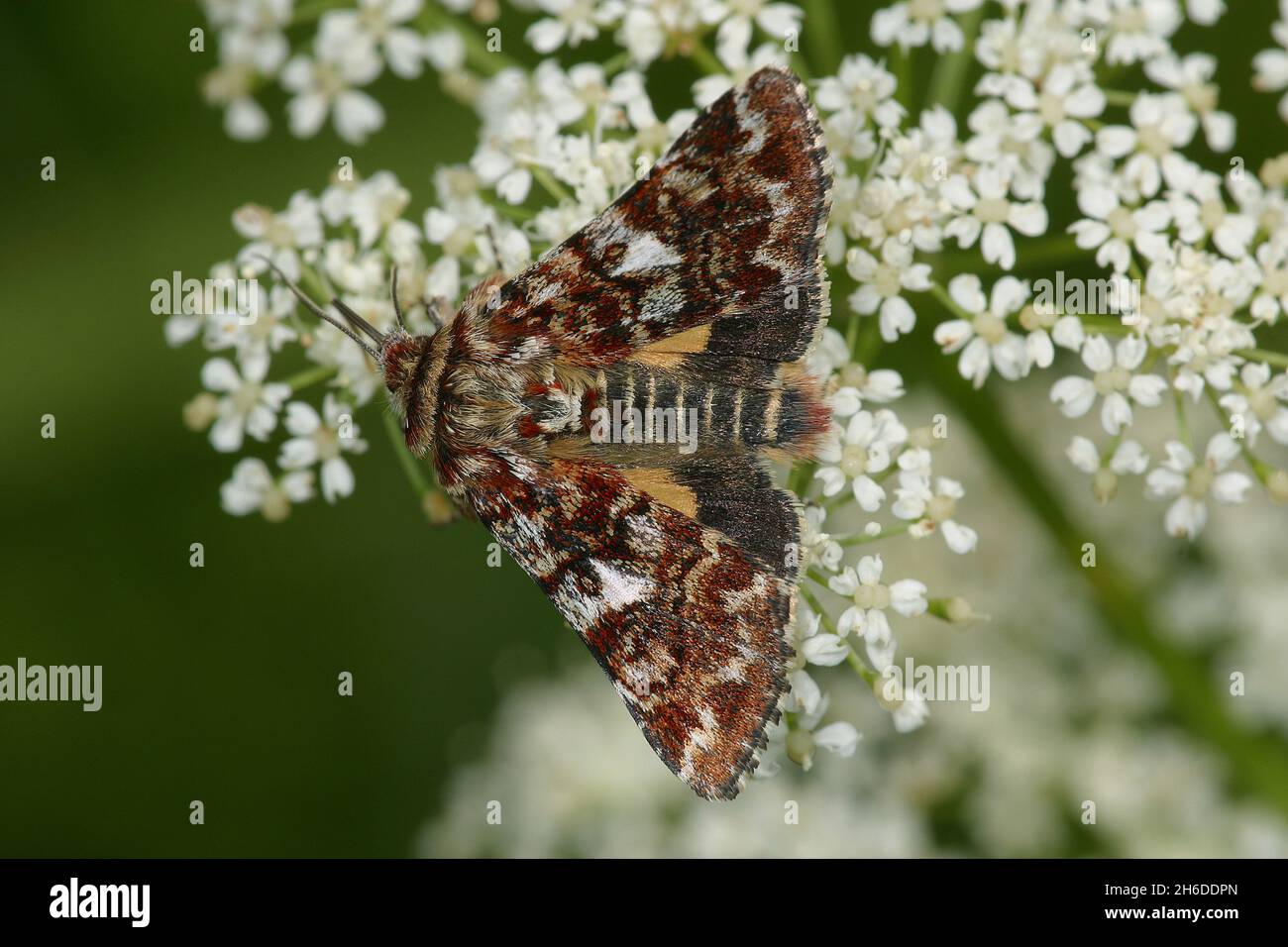 Beautiful Yellow Underwing (Anarta myrtilli, Phalaena myrtilli ...