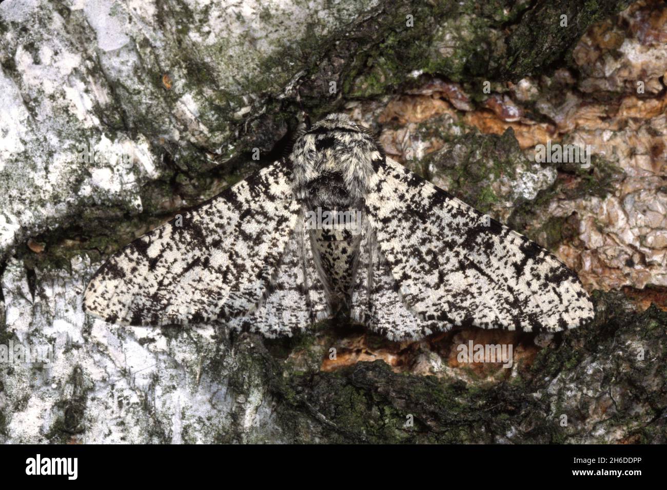 Peppered moth (Biston betularia, Biston betularius, Amphidasis ...