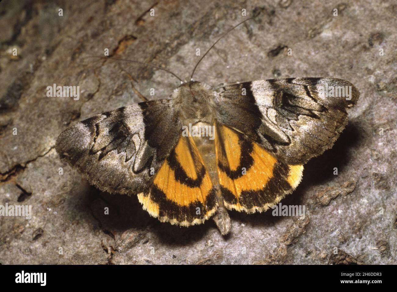 yellow underwing (Catocala fulminea, Ephesia fulminea), sits on bark ...