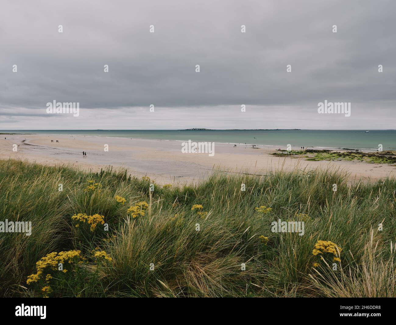 Seahouses beach and sand dunes landscape at low tide on the ...