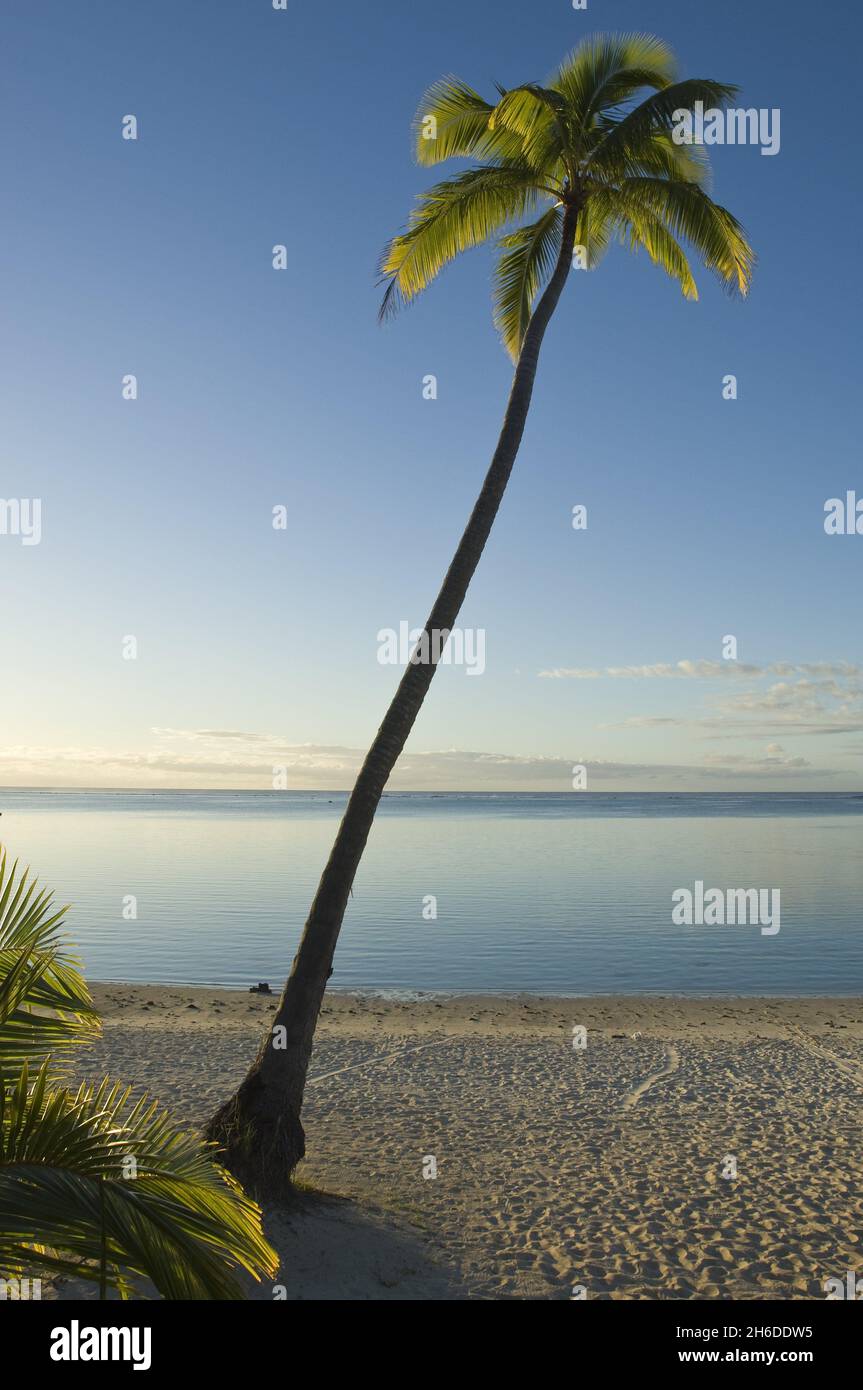 coconut palm (Cocos nucifera), Beach on One Foot island, Cook Islands ...