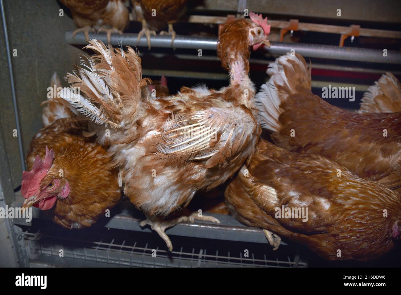 Battery hens hi-res stock photography and images - Alamy