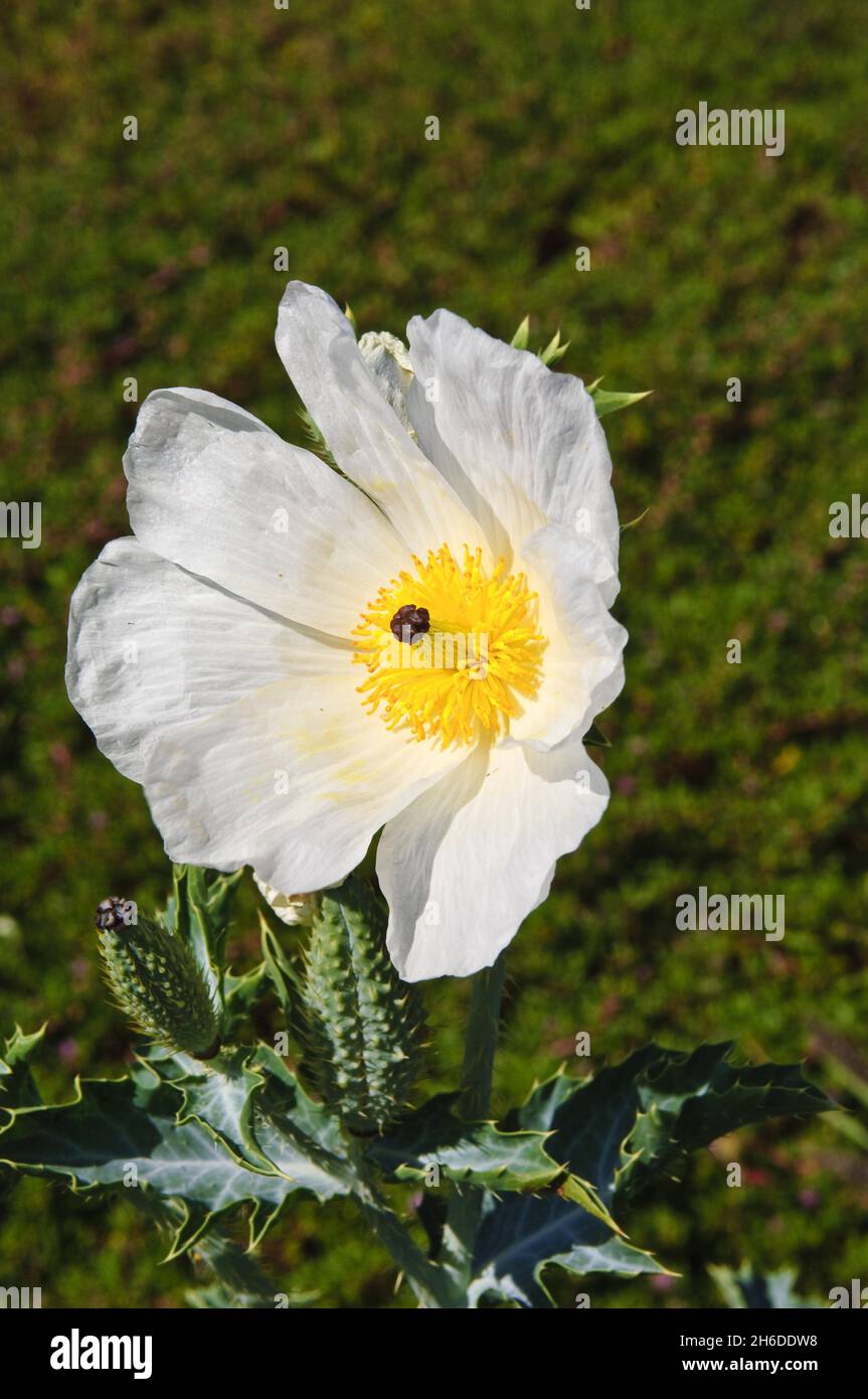 Blooms of hawaii hi-res stock photography and images - Alamy