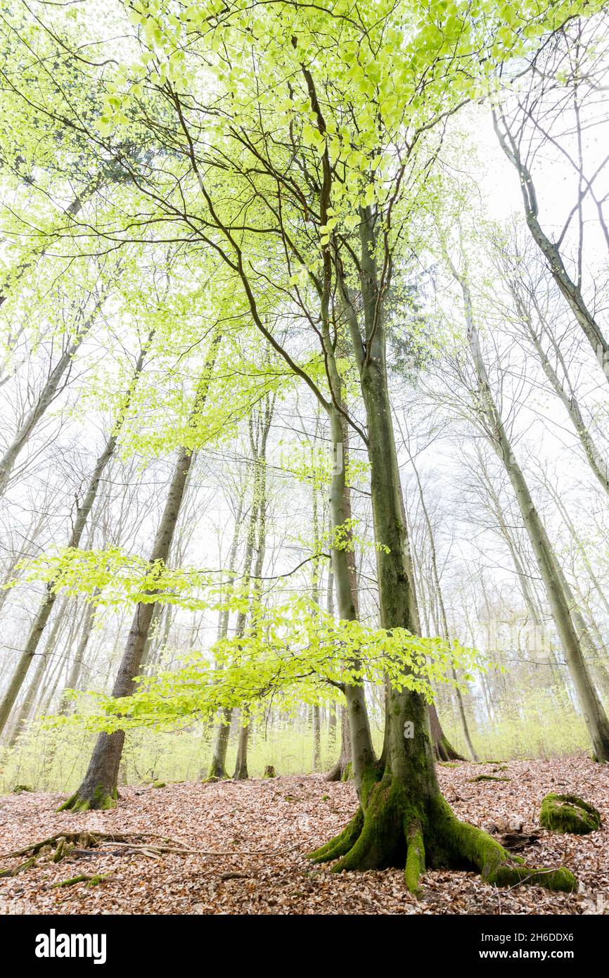 common beech (Fagus sylvatica), young beech with fresh leaves in a ...