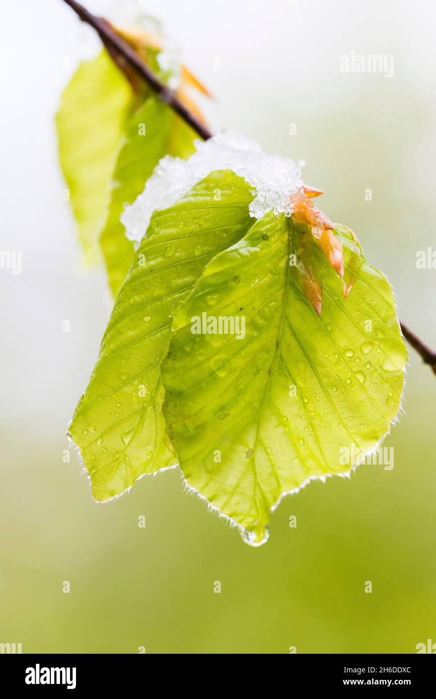 common beech (Fagus sylvatica), snow-covered twig with fresh snow at ...