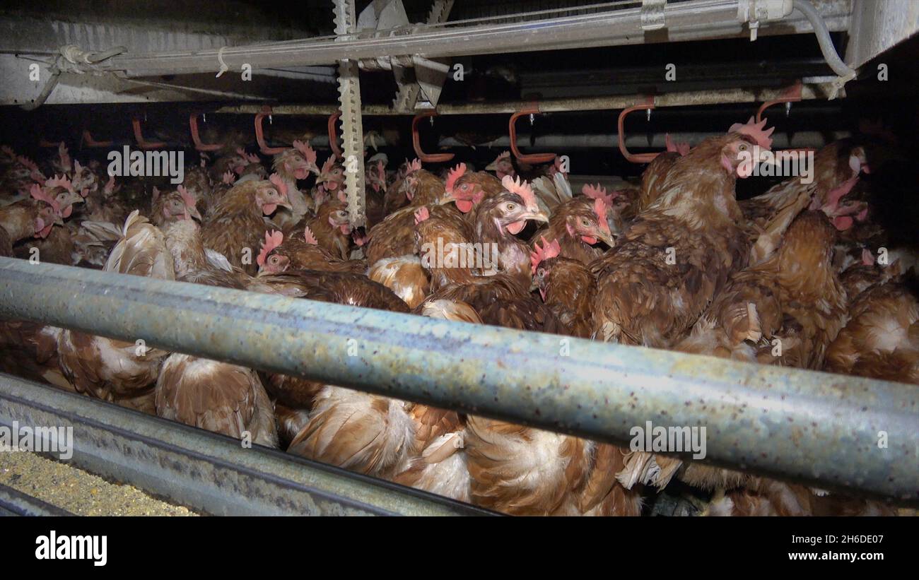 Breeding chickens hi-res stock photography and images - Alamy