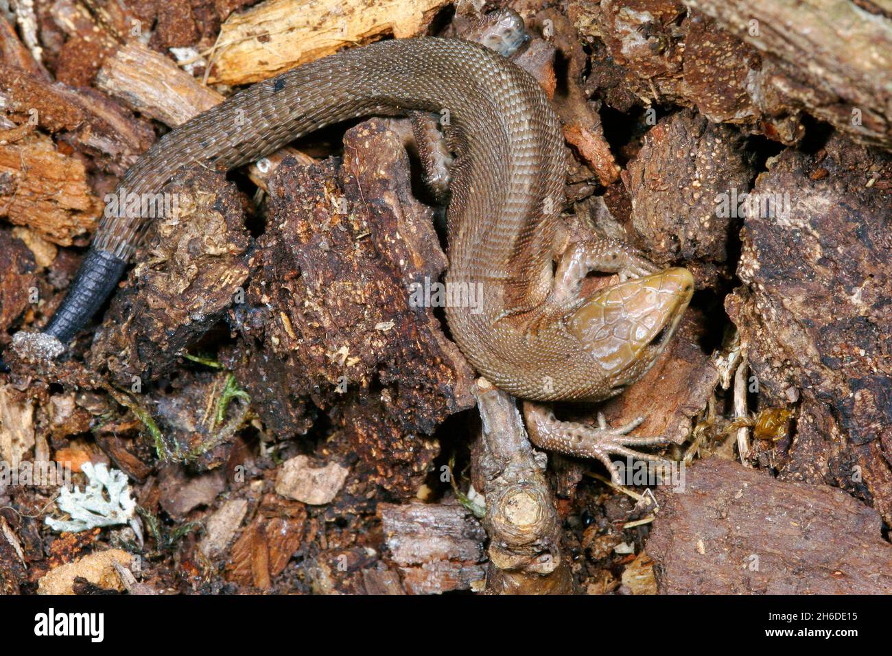 viviparous lizard, European common lizard (Lacerta vivipara, Zootoca ...