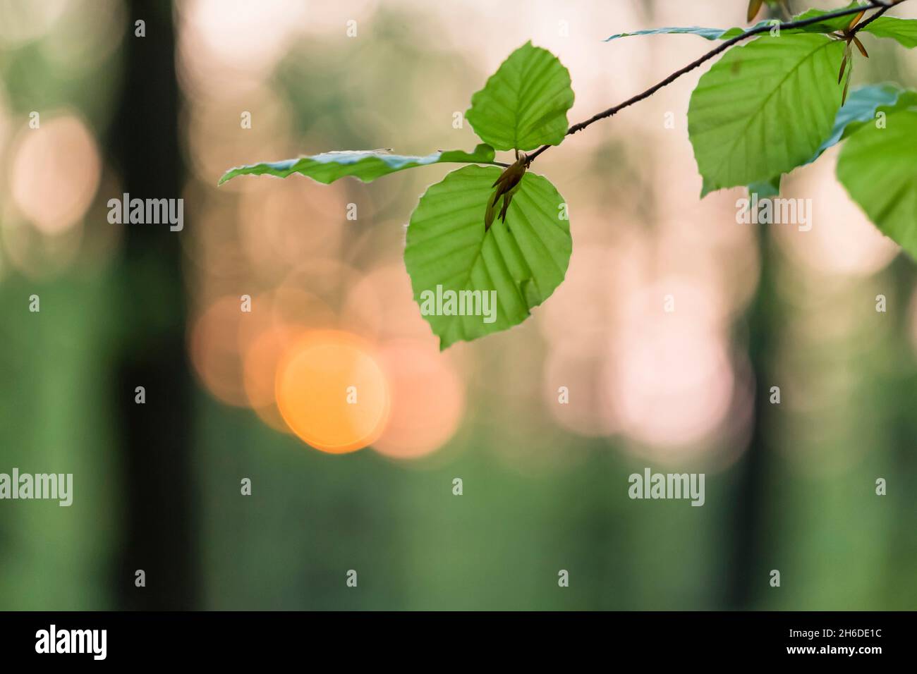 common beech (Fagus sylvatica), twig with leaves in evening light, Tree ...