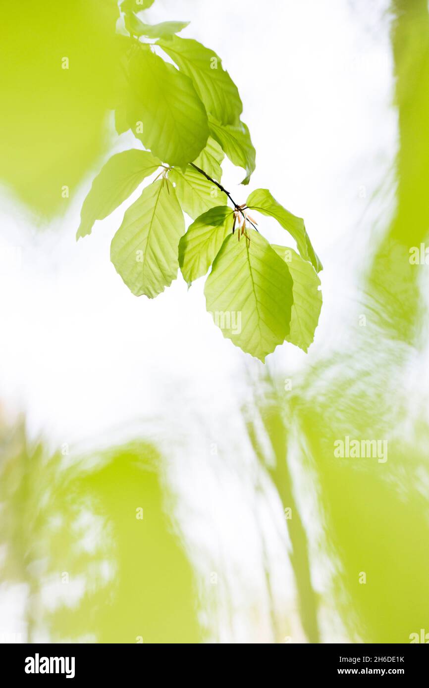 common beech (Fagus sylvatica), twig with young leaves in spring in ...