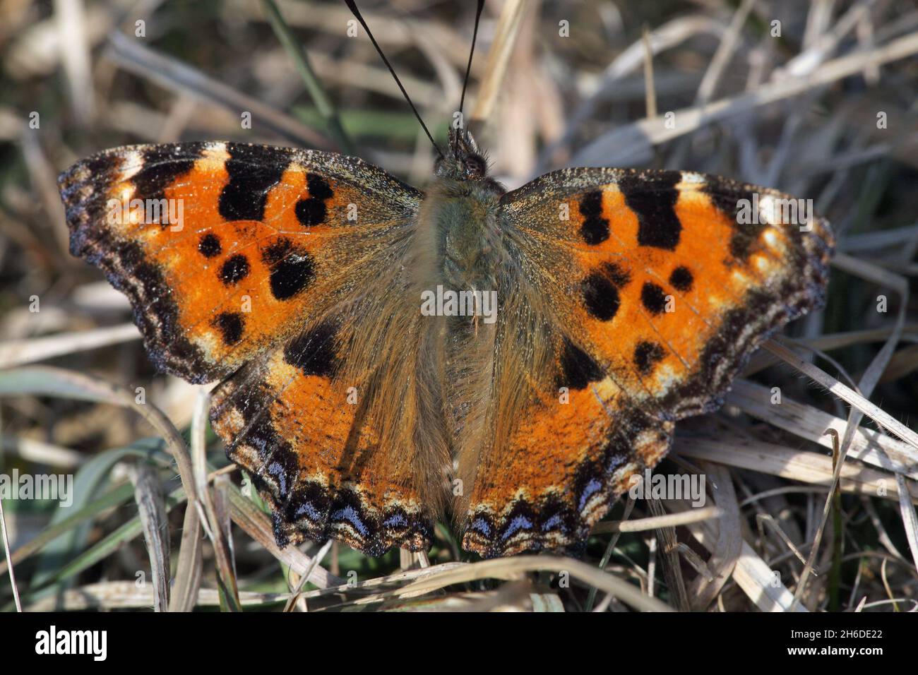 Large tortoiseshell hi-res stock photography and images - Alamy