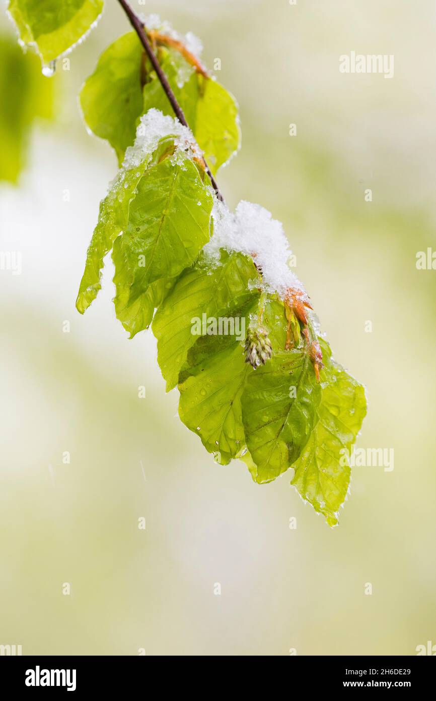 common beech (Fagus sylvatica), snow-covered twig with fresh snow at ...